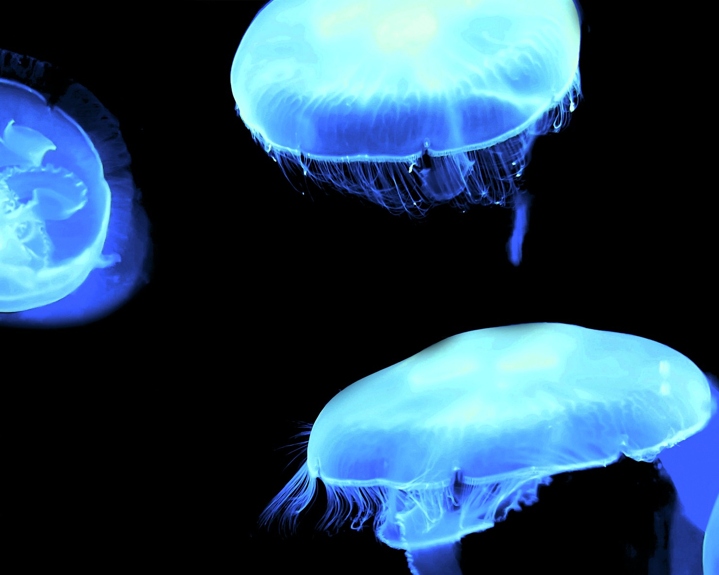 jellyfish #2/5 - re-system NFT store.のNFT | Adam byGMO