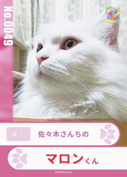 NyanCa0049 マロン #16/22 - NyanCa【みんなで作るねこトレカ】のNFT | Adam byGMO