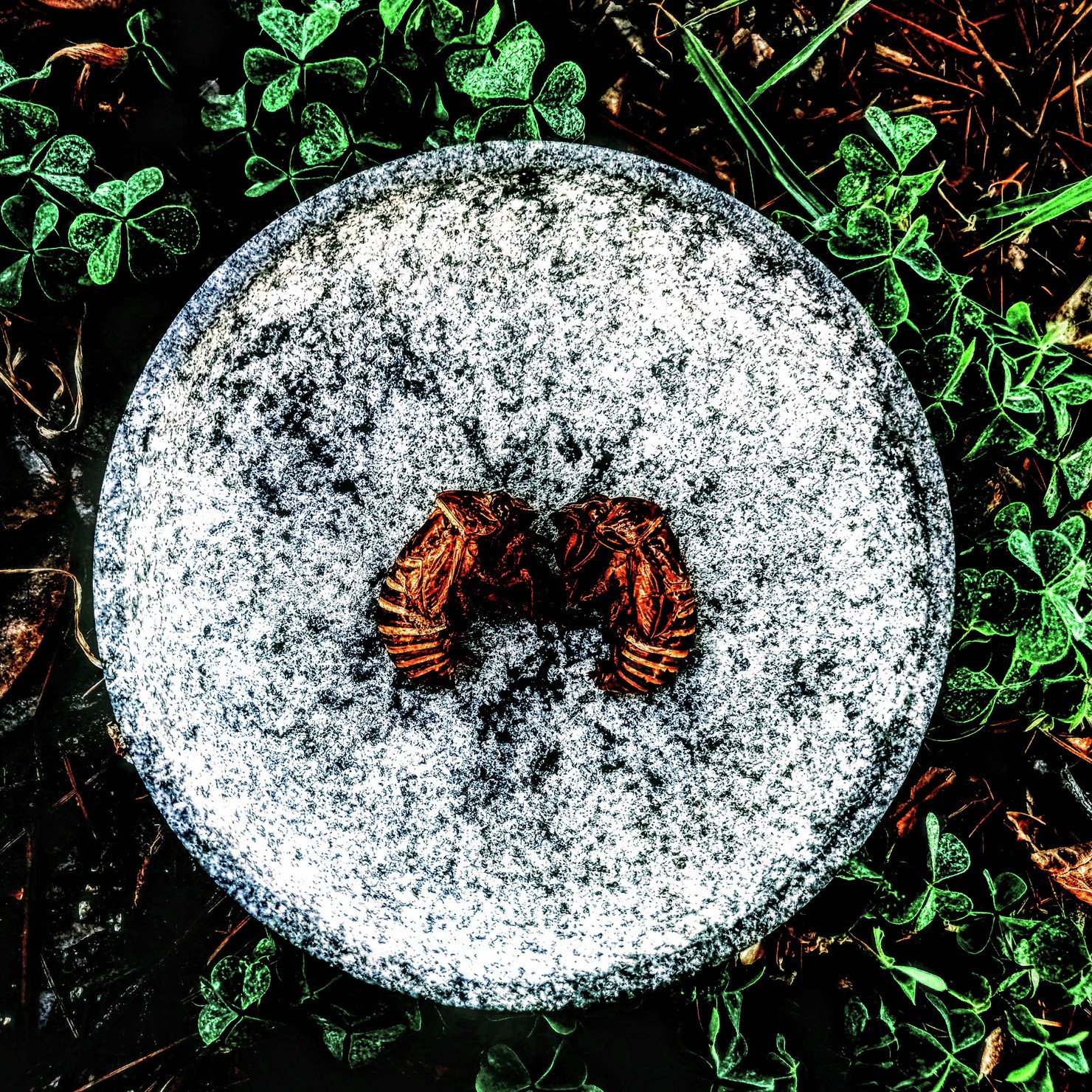 Cicada shell 2022 _ SeminoNukegara 003 - waabee foto expressionのNFT ...