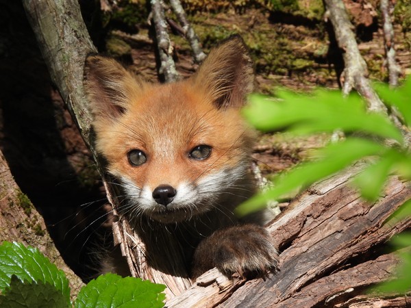 キタキツネ5 #3/100 - shimafukurouのNFT | Adam byGMO