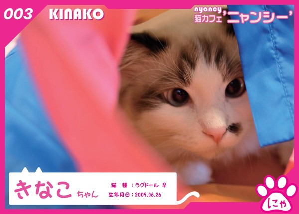 003-KINAKO #1/20 - 猫カフェ ニャンシーのNFT | Adam byGMO