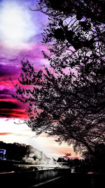 桜 - MizuyamaのNFT | Adam byGMO