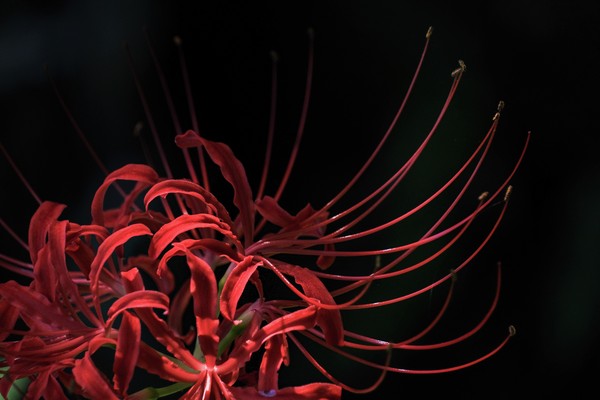 彼岸花 - ROOMY＆IMPROVE.create.companyのNFT | Adam byGMO