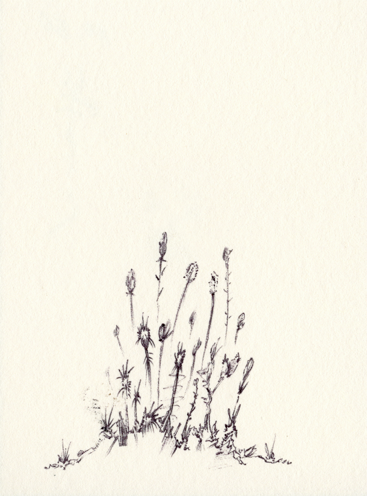 雑草080NFT #1/5 - 鈴木泰人 / YasのNFT | Adam byGMO