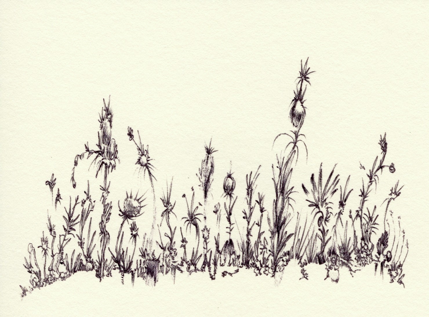 雑草101NFT #5/5 - 鈴木泰人 / YasのNFT | Adam byGMO