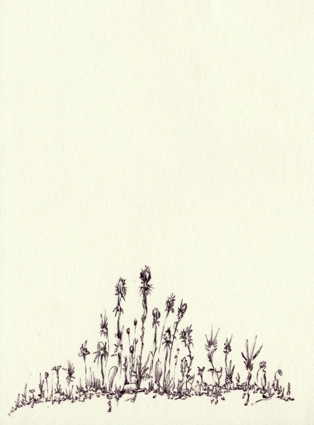 雑草108NFT #1/5 - 鈴木泰人 / YasのNFT | Adam byGMO