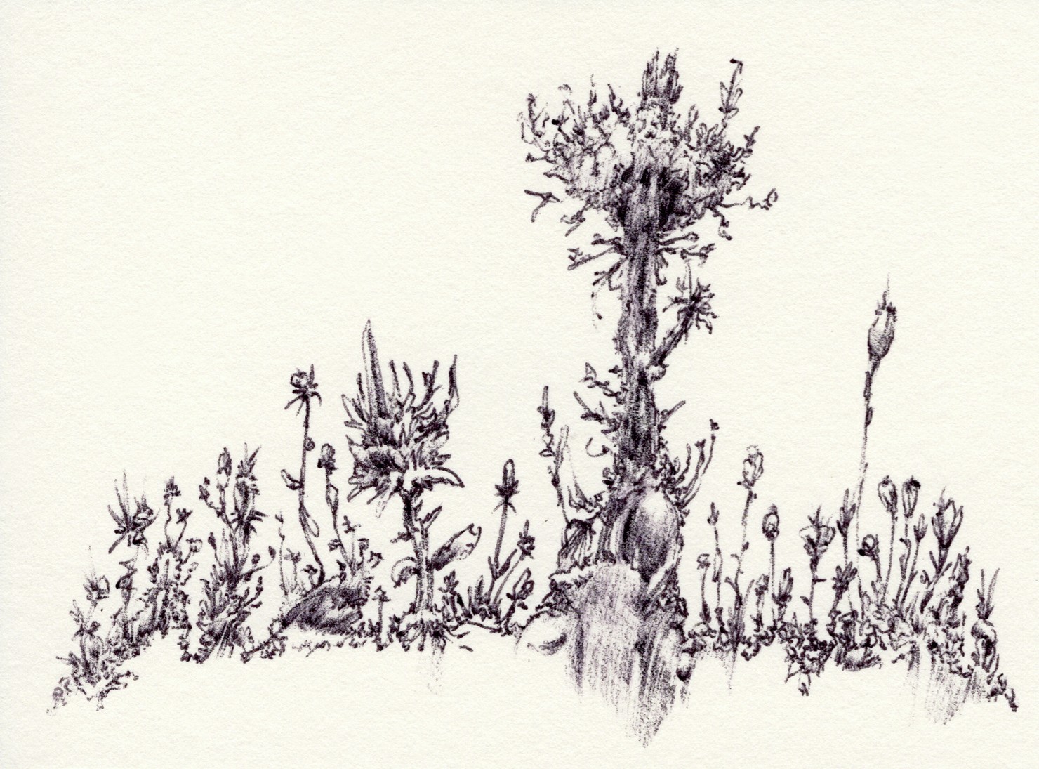 雑草111NFT #1/5 - 鈴木泰人 / YasのNFT | Adam byGMO