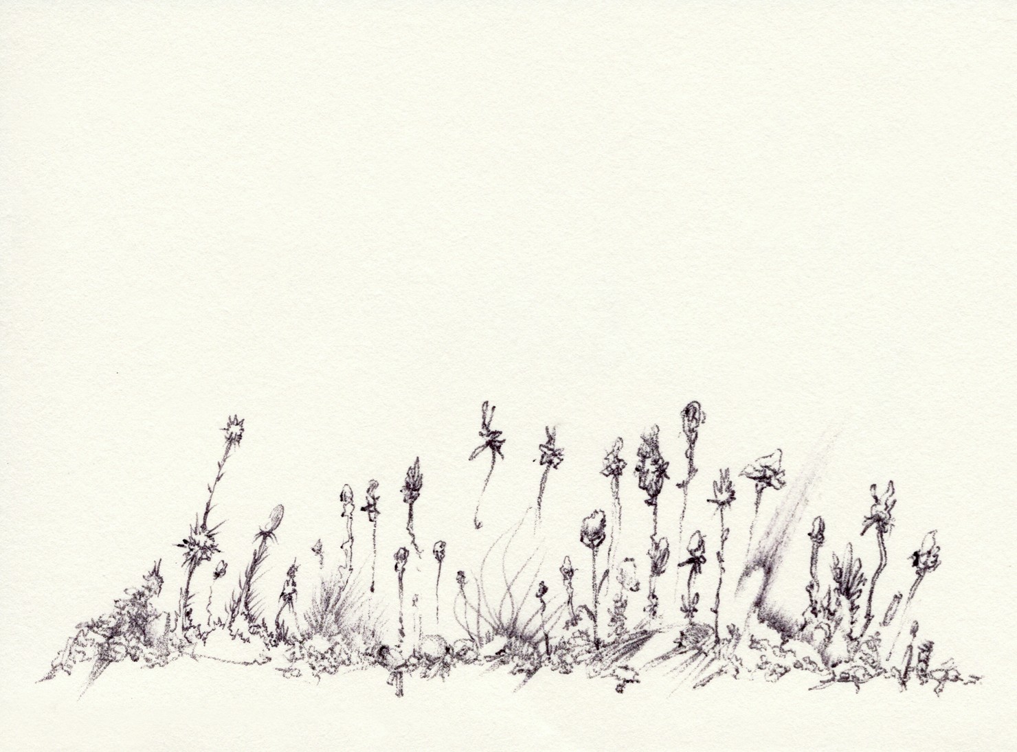 雑草113NFT #1/5 - 鈴木泰人 / YasのNFT | Adam byGMO