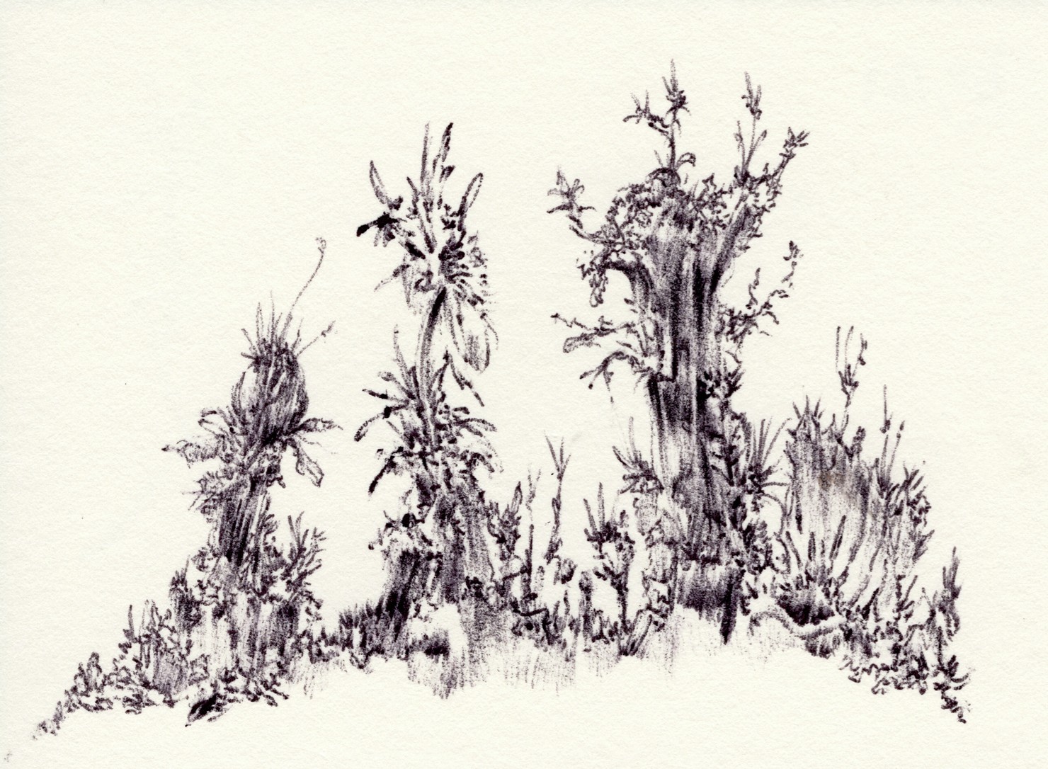 雑草121NFT #1/5 - 鈴木泰人 / YasのNFT | Adam byGMO