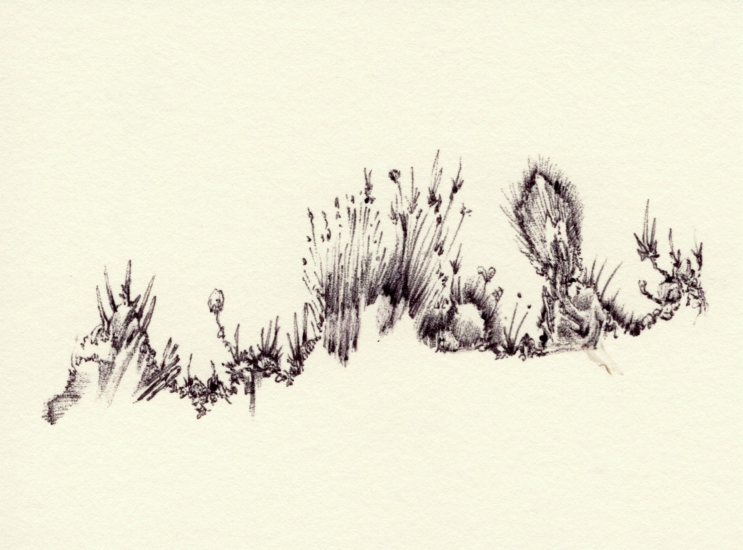 雑草123NFT #3/5 - 鈴木泰人 / YasのNFT | Adam byGMO