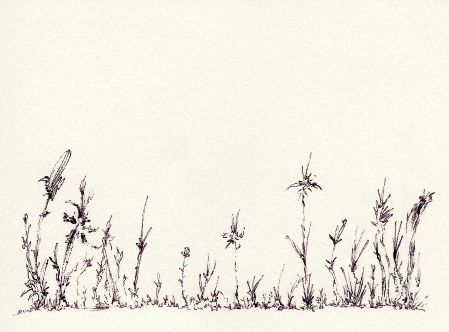 雑草125NFT #5/5 - 鈴木泰人 / YasのNFT | Adam byGMO