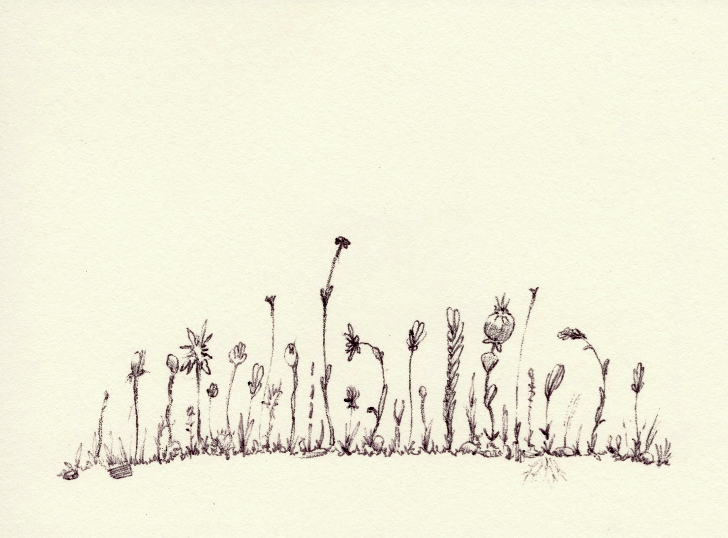 雑草144NFT #1/5 - 鈴木泰人 / YasのNFT | Adam byGMO