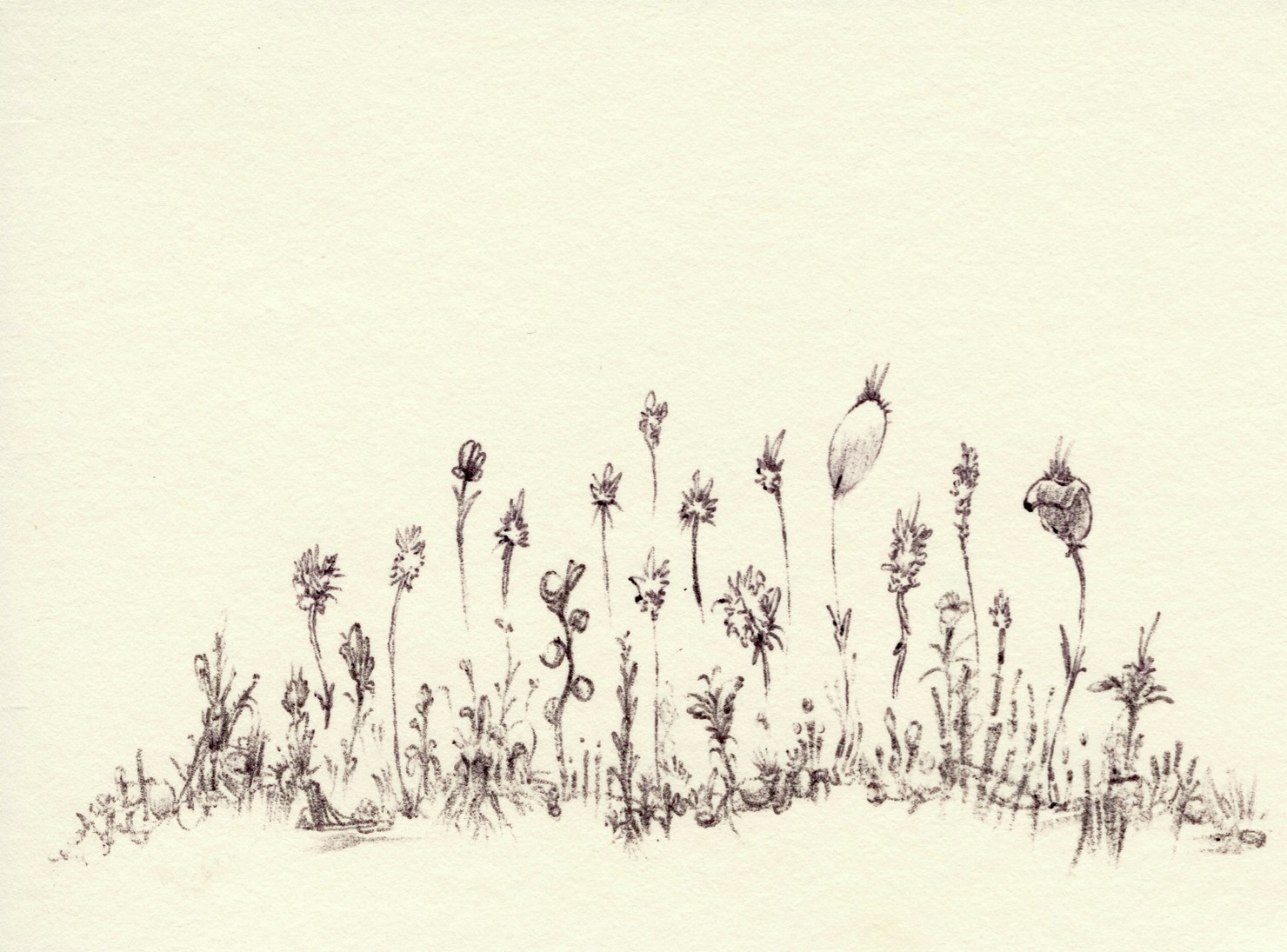 雑草155NFT #2/5 - 鈴木泰人 / YasのNFT | Adam byGMO