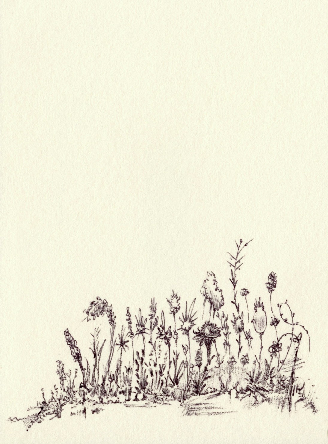 雑草169NFT #1/5 - 鈴木泰人 / YasのNFT | Adam byGMO