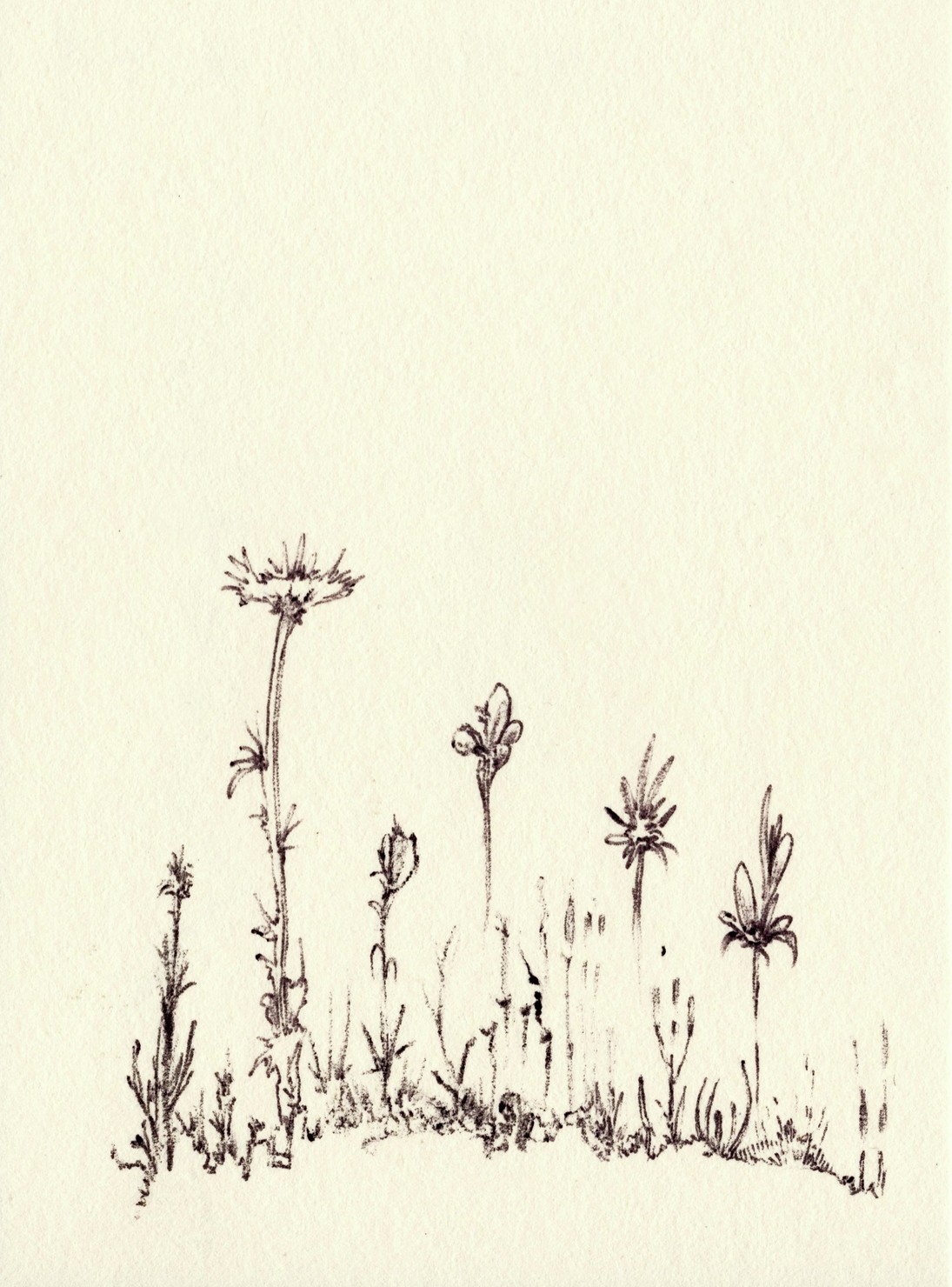 雑草179NFT #1/5 - 鈴木泰人 / YasのNFT | Adam byGMO