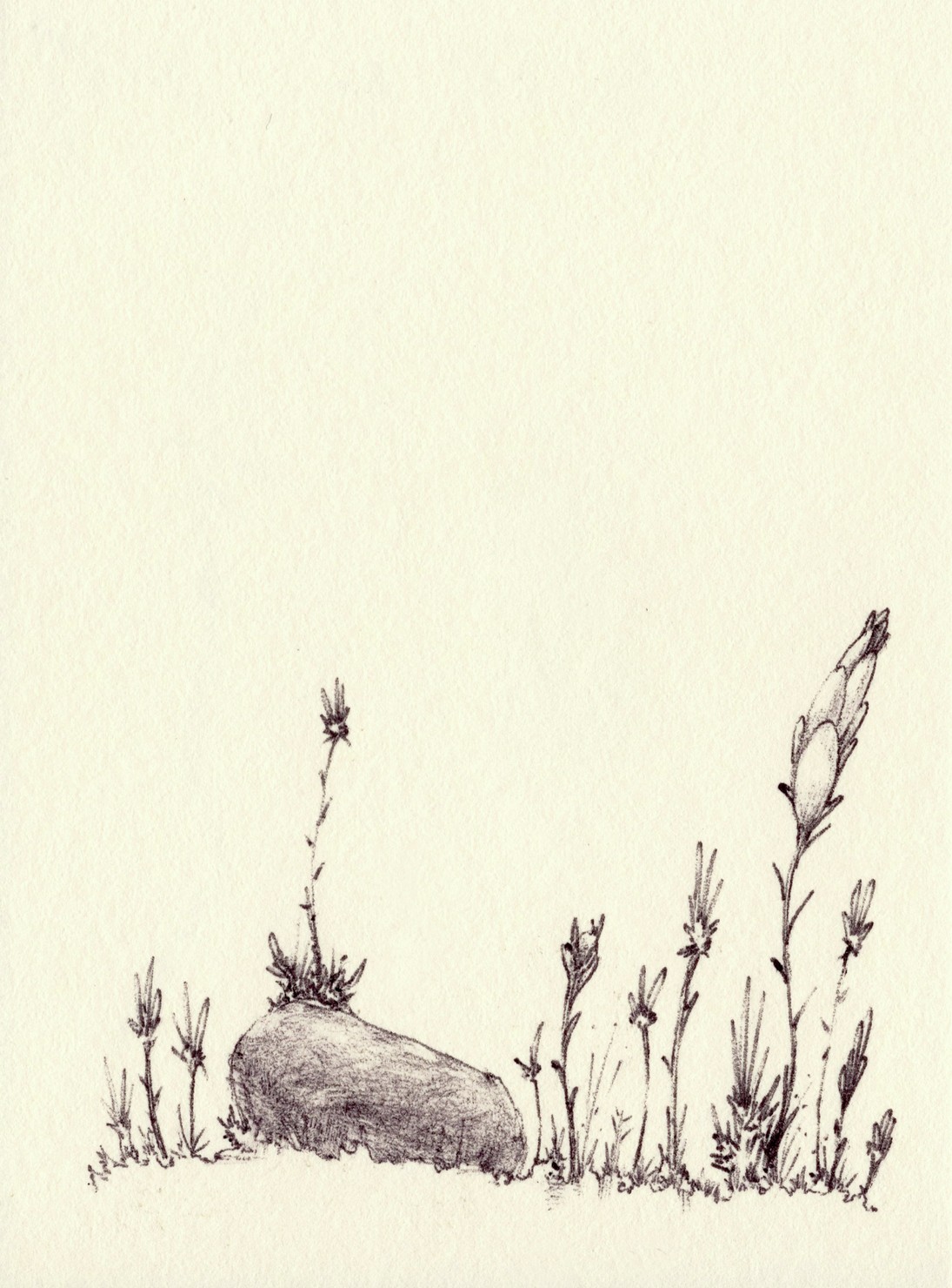 雑草180NFT #2/5 - 鈴木泰人 / YasのNFT | Adam byGMO