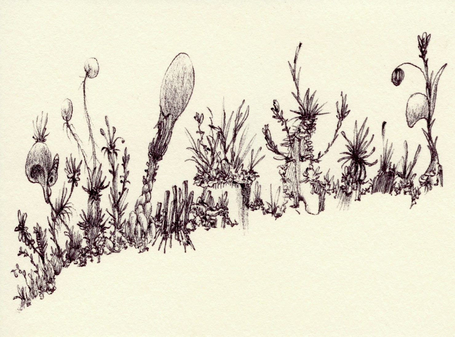 雑草181NFT #1/5 - 鈴木泰人 / YasのNFT | Adam byGMO