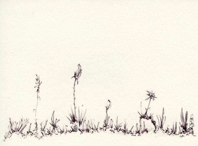 雑草008NFT #3/5 - 鈴木泰人 / YasのNFT | Adam byGMO