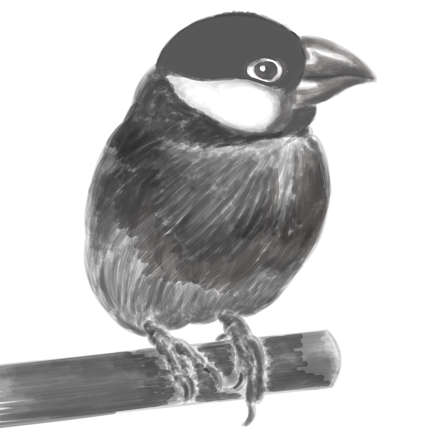 Javasparrow（Suzuao） | Adam byGMO