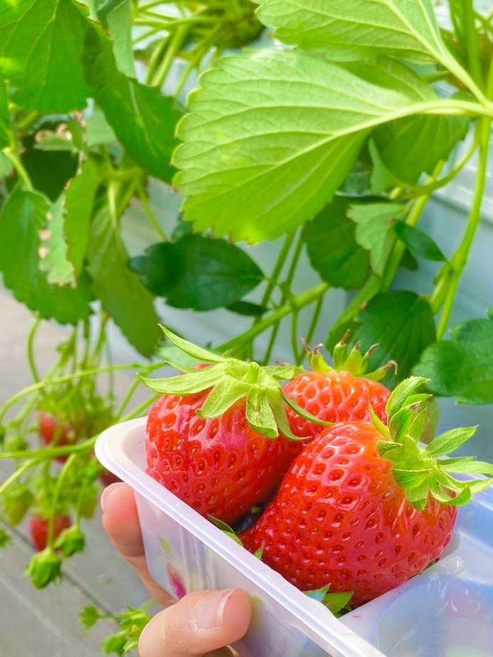 Momokuma - プロフィール | Adam byGMO