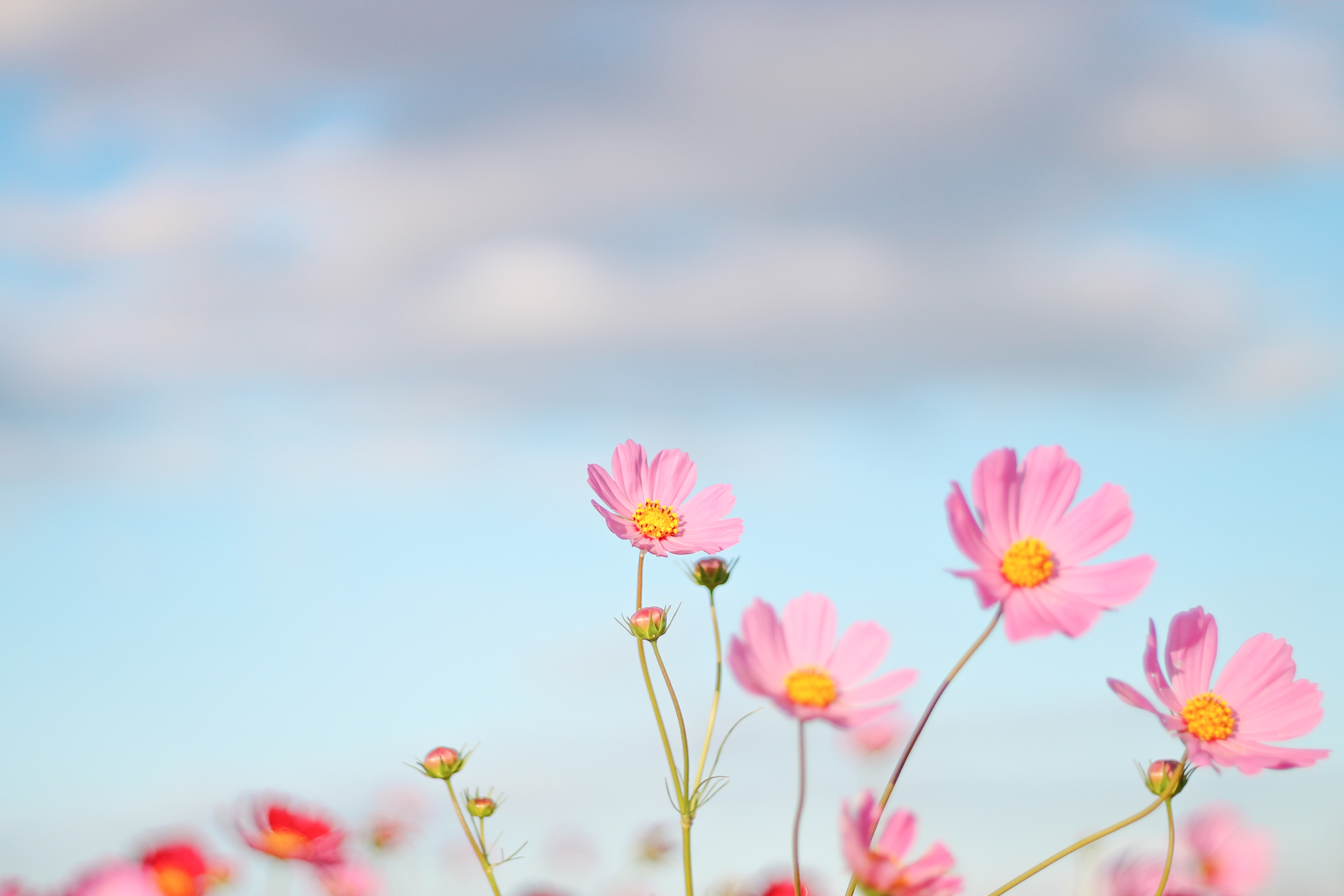 hikaru* - プロフィール | Adam byGMO