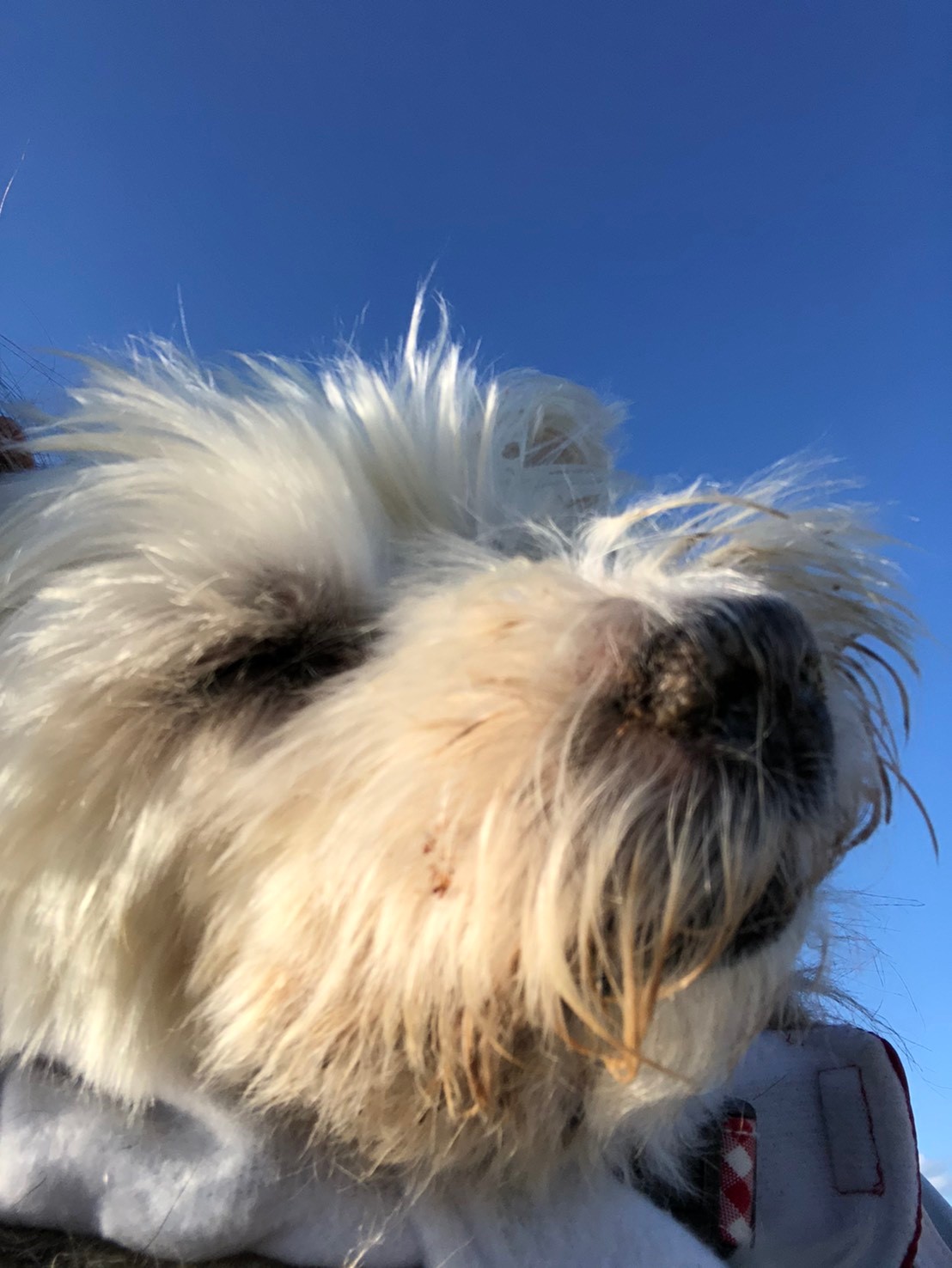 ウチのわんこ - プロフィール | Adam byGMO