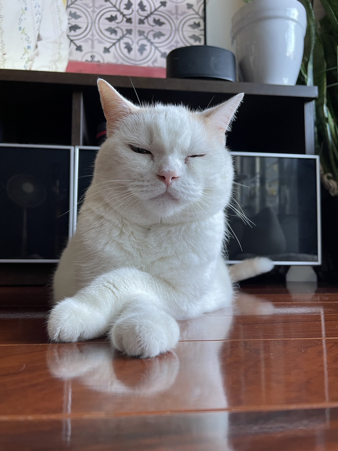 maronee - プロフィール | Adam byGMO