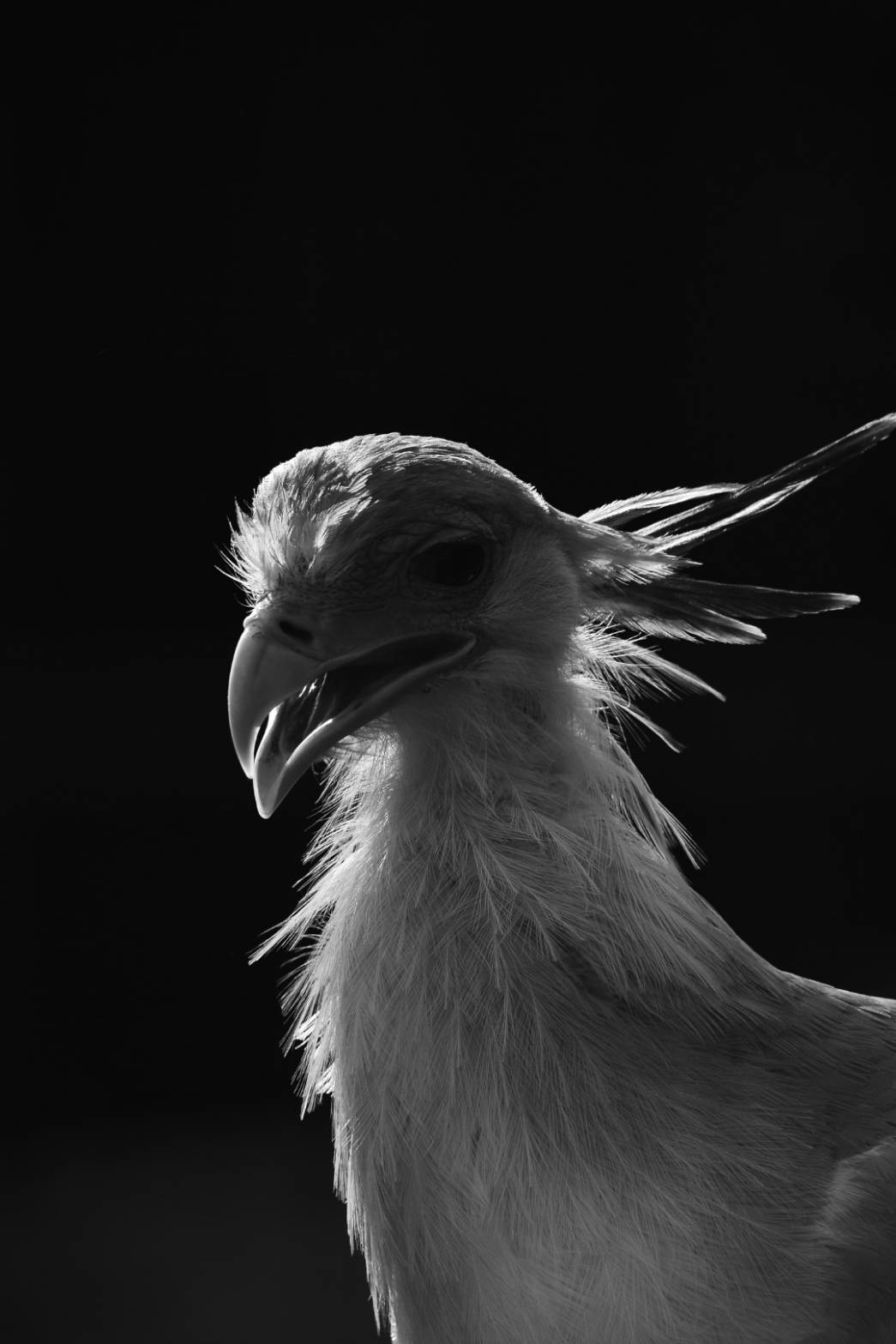 tomo - プロフィール | Adam byGMO